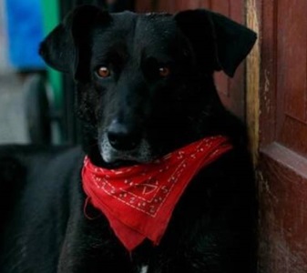 Carta del «perro Matapacos» a Cristian Warnken | Edición Cero